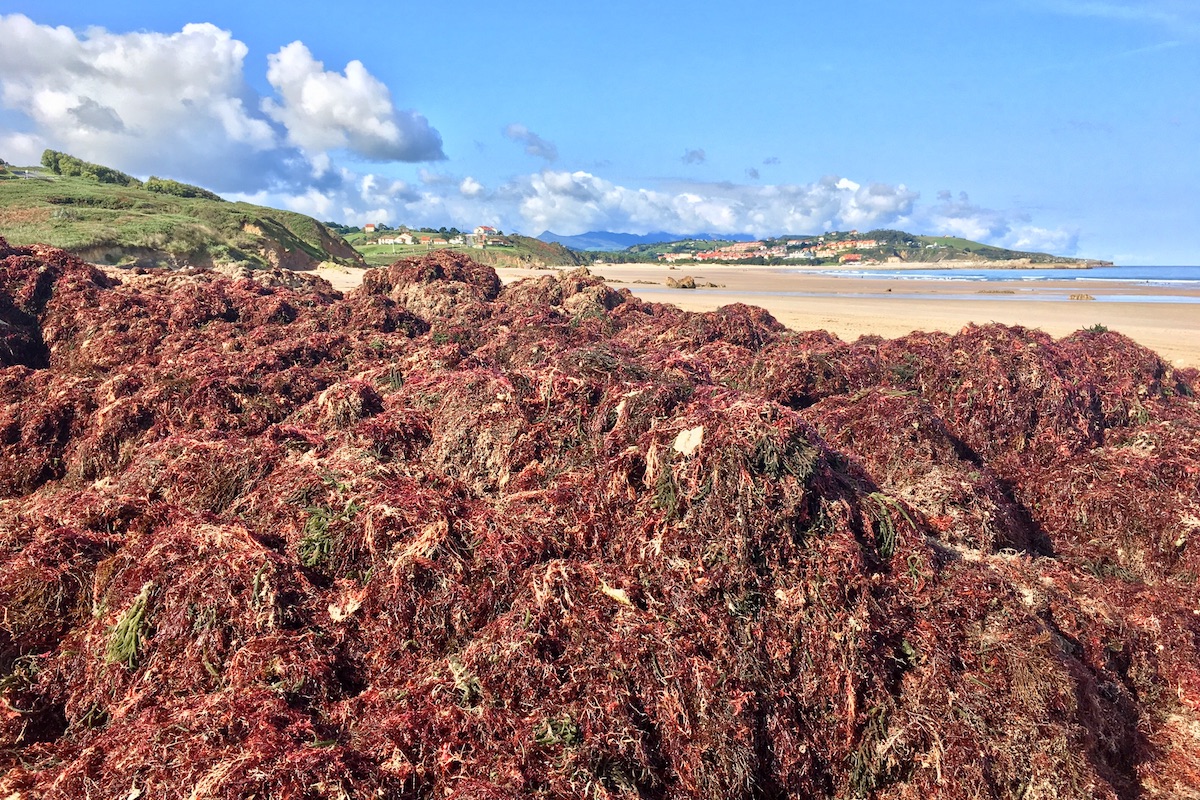 La Caloca. Problemas actuales y proyecciones de futuro - la Vorágine